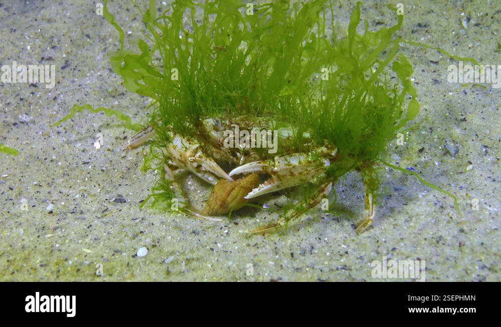 Green algae on carapace Swimming crab (Macropipus holsatus), Black Sea ...