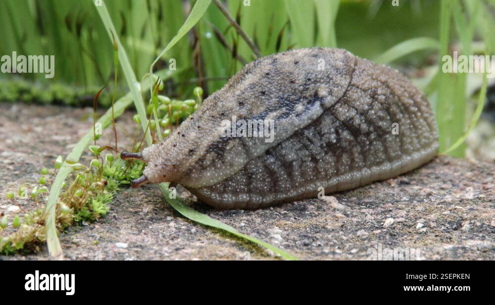 A large patterned and textured slug in a garden, closeup Stock Video ...