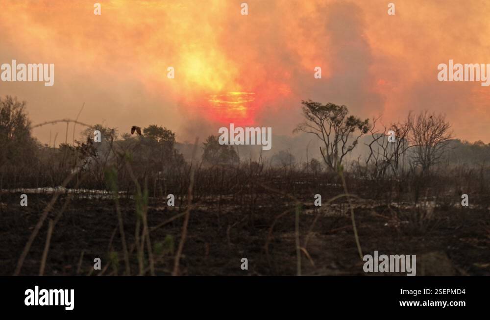 Rising smoke from a wildfire in the Amazon Rainforest clouding the ...