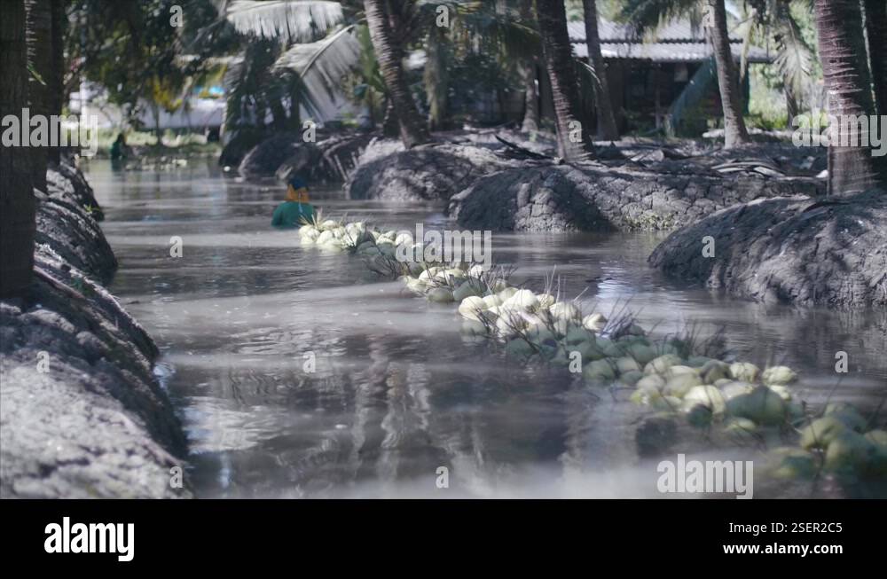 Coconut farmers harvest, and transport coconuts inside the plantation ...