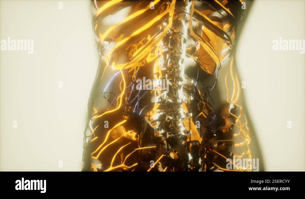 inspection of blood in the blood vessels of the circulatory system ...
