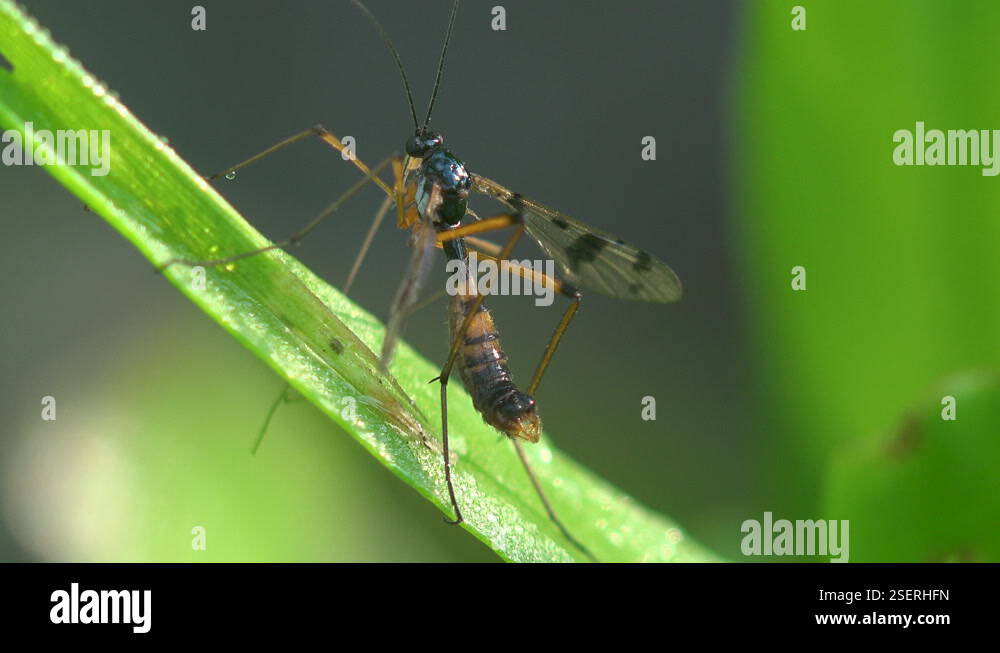 True species Stock Videos & Footage - HD and 4K Video Clips - Alamy