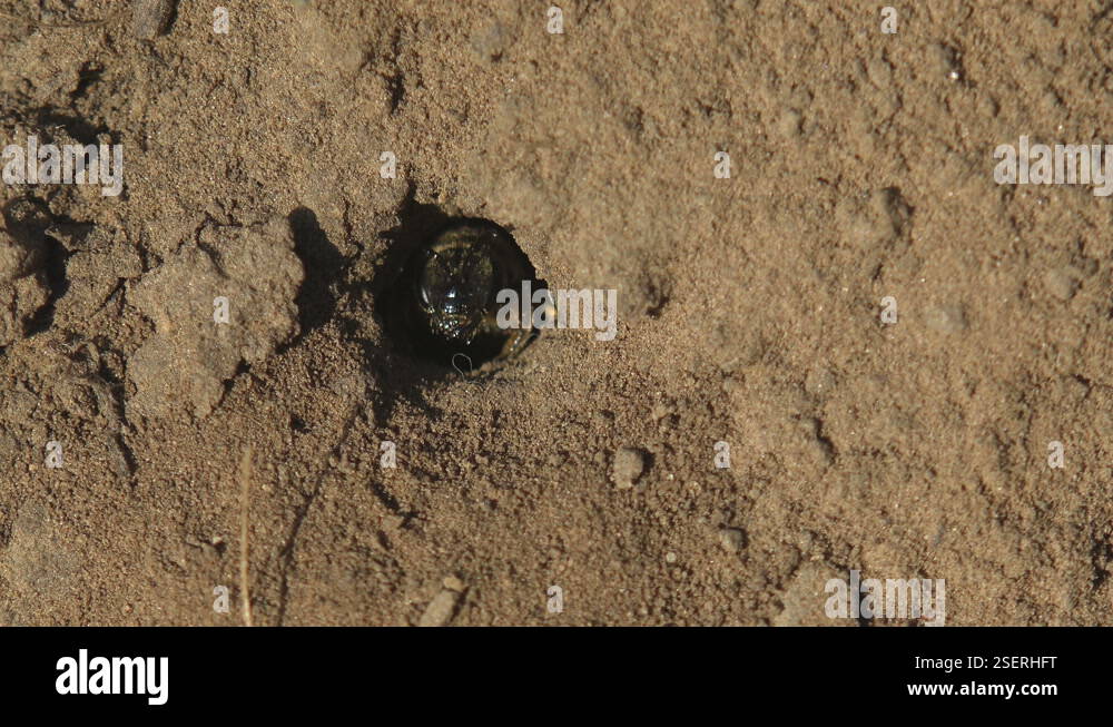 Young honey bee, hatching from an egg, peeps out of hole in ground ...