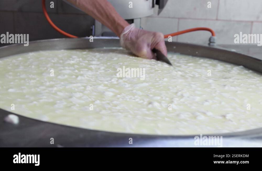A worker mixing small pieces of a soft cheese in the vat with a big ...