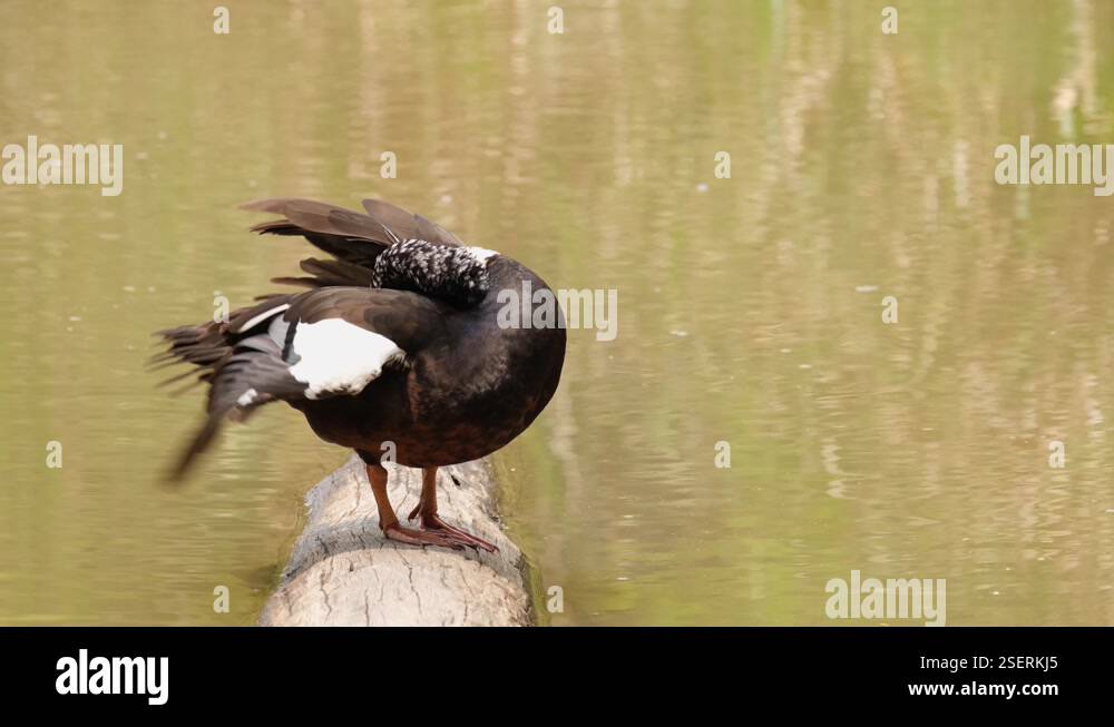 Standing on a log facing to the right while its preening during a hot ...