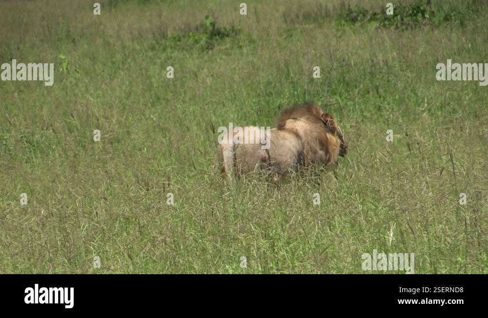 Bird chasing prey Stock Videos & Footage - HD and 4K Video Clips - Alamy