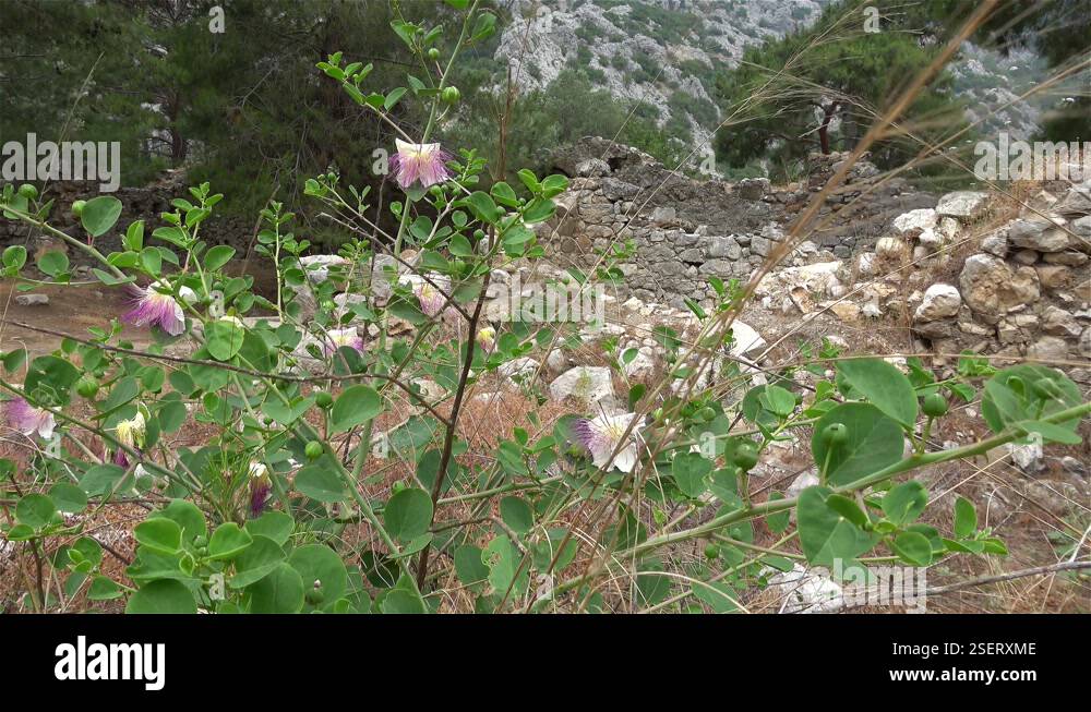 Flowering caper bush and remains of Olimpos city Stock Video Footage ...