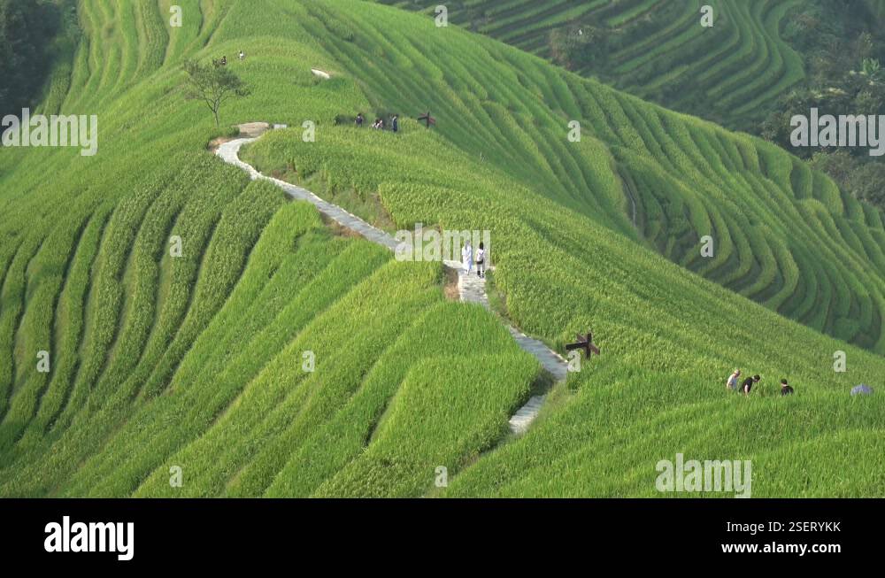 Zoom out view of tourists on rice terraces are pieces of sloped planes ...