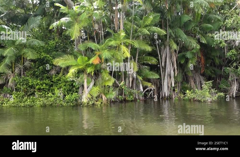 Riparian tree Stock Videos & Footage - HD and 4K Video Clips - Alamy