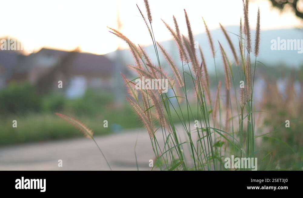 Spike weed Stock Videos & Footage - HD and 4K Video Clips - Alamy