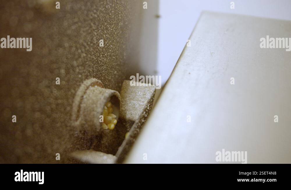 Sweet corn cleaning industrial machine spilling fresh corns, handheld ...