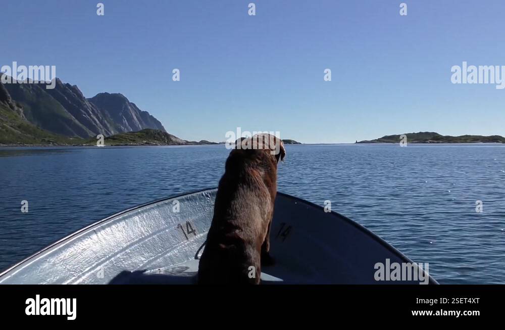A dog on a boat. Dog on a boat in the ocean at sunset .Black Labrador ...