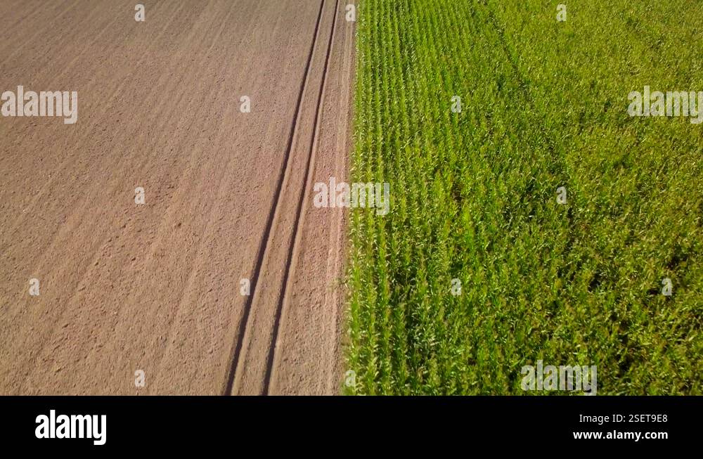Maizefield cornfield field maize Stock Videos & Footage - HD and 4K ...