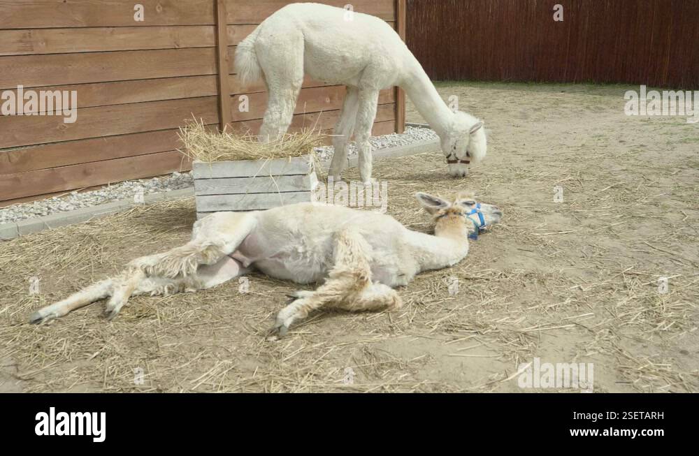Alpaca in captivity Stock Videos & Footage - HD and 4K Video Clips - Alamy