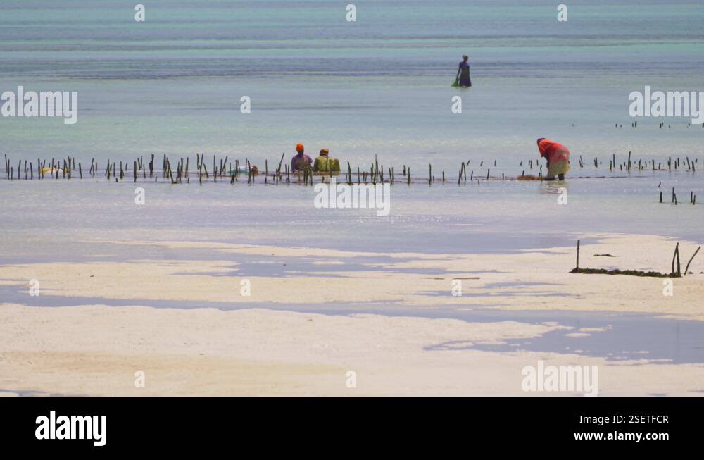 Seaweed farming in Paje beach, east Zanzibar Stock Video Footage - Alamy