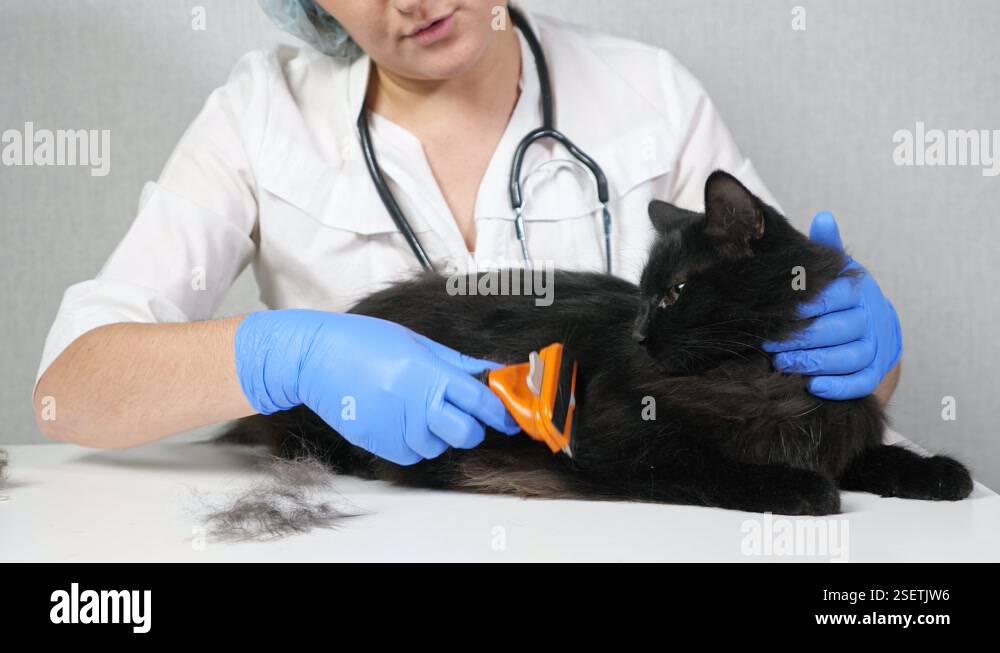 veterinarian combing a calm black cat with a brush, close-up Stock ...