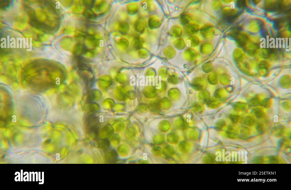 Chloroplast under a microscope. Cell division. Cell structure. Cell ...