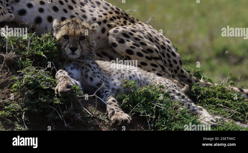 Close-up front view of a cute young cheetah cub lying with its mother Stock Video Footage - Alamy