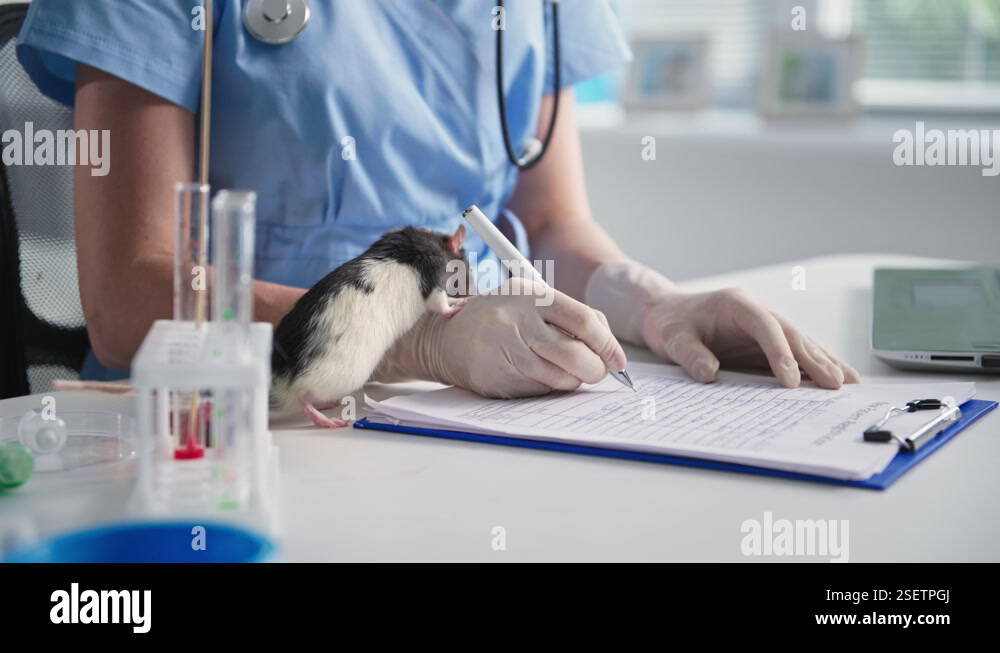 veterinary clinic, laboratory rat walks on table among medicines and ...