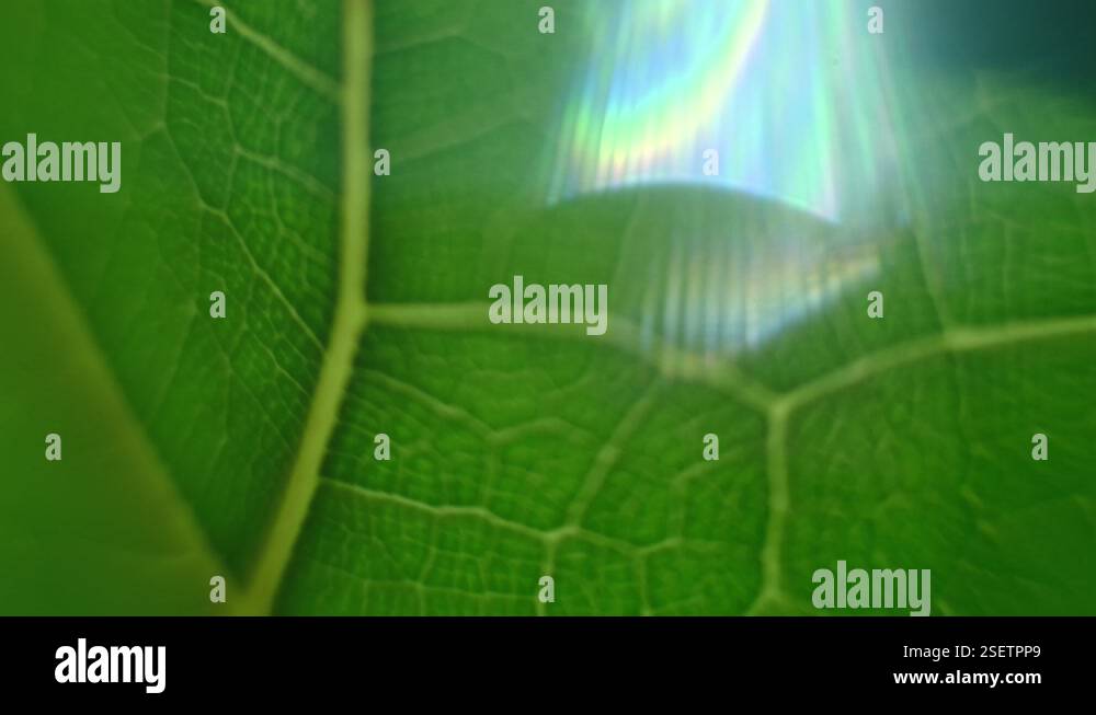 Plant leaf cells Stock Videos & Footage - HD and 4K Video Clips - Alamy