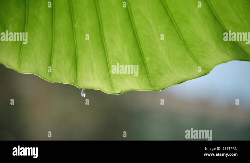 A drop of water drips from a leaf of a plant close-up Stock Video ...