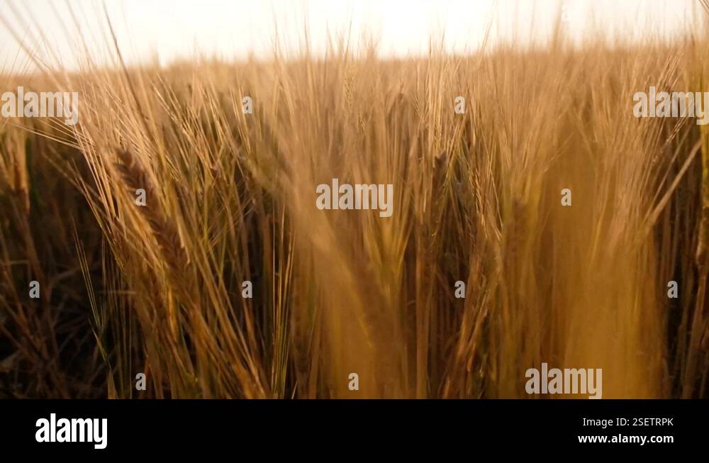 Wheat fields. Ears of golden wheat rows on the field on sunset. Wheat ...