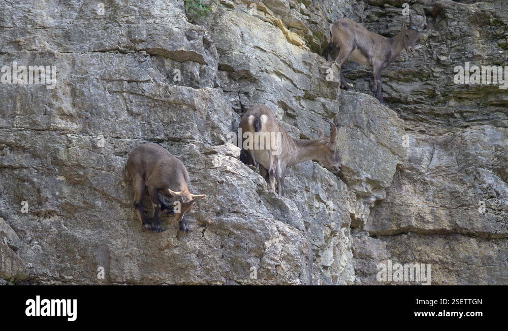 Young Alpine Ibex jumping down steep mountain cliff in slow motion ...