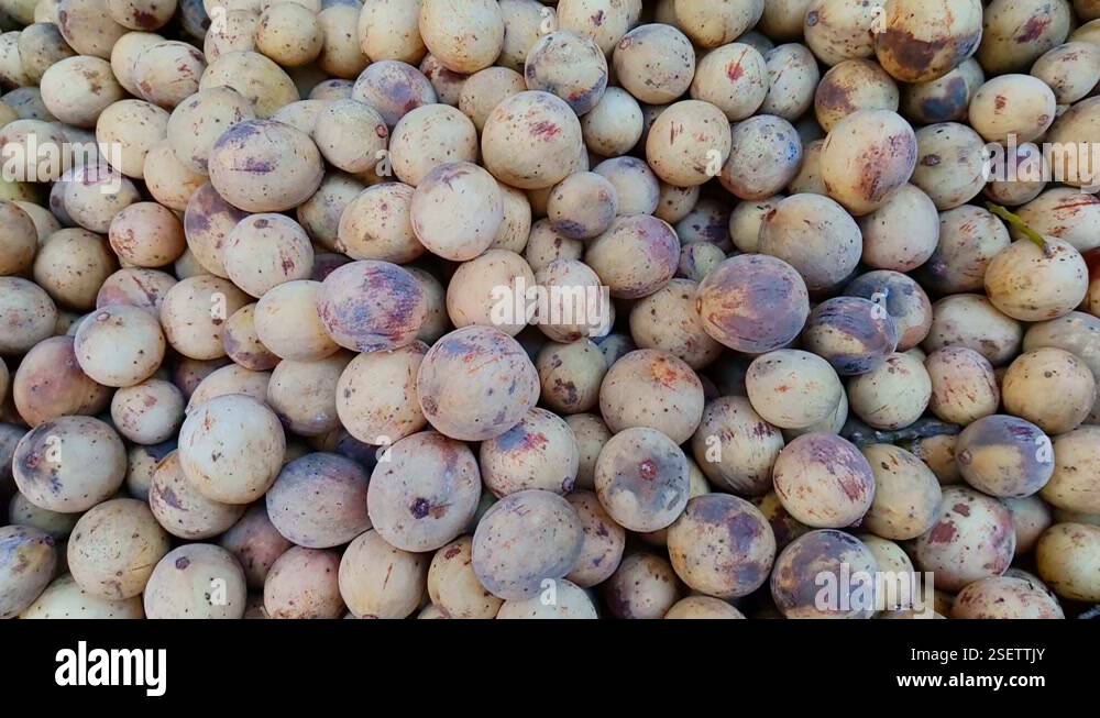 Lansium parasiticum known longkong Stock Videos & Footage - HD and 4K ...