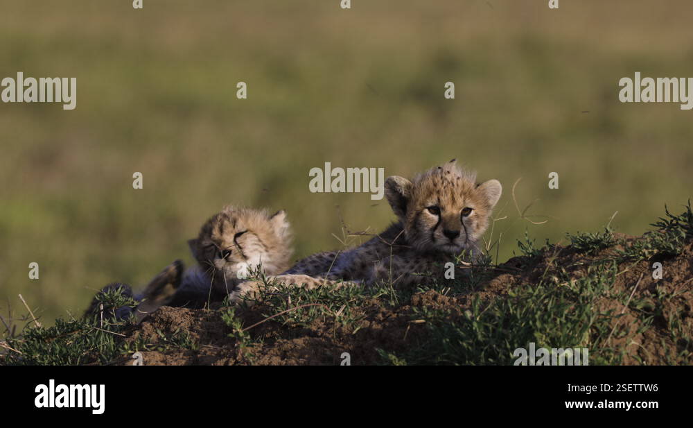 Close-up front view of two cute young cheetah cubs ontop of a termite mound Stock Video Footage ...