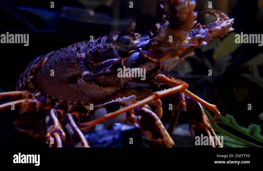 Cornwall lobster Stock Videos & Footage - HD and 4K Video Clips - Alamy