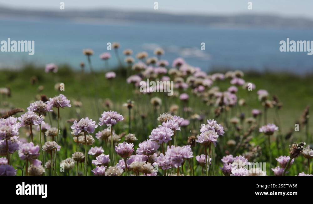 Cornwall flowers Stock Videos & Footage - HD and 4K Video Clips - Alamy
