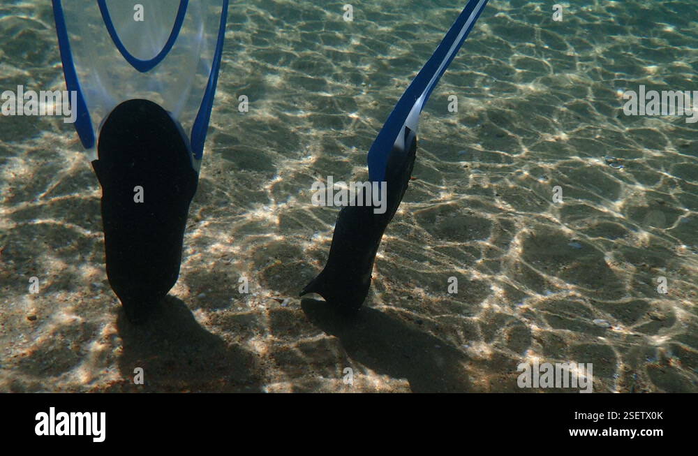 Flippers in water Stock Videos & Footage - HD and 4K Video Clips - Alamy