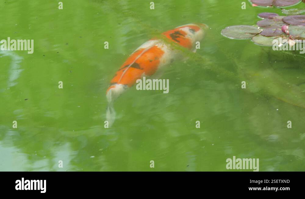 Beautiful orange koi fish swimming Stock Videos & Footage - HD and 4K Video Clips - Alamy
