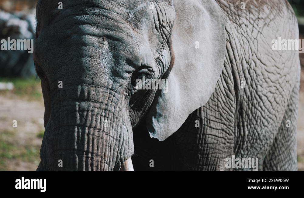 A Grown Up Elephant Giant Mammal With Wrinkled Skin Detail Face African ...