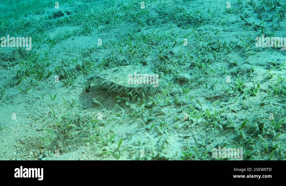 Panther fish Stock Videos & Footage - HD and 4K Video Clips - Alamy