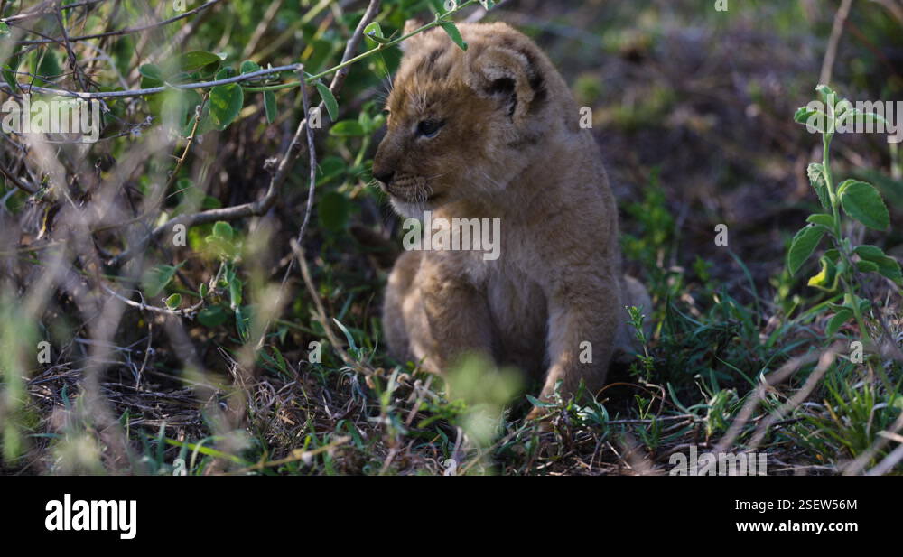 Young cub sitting Stock Videos & Footage - HD and 4K Video Clips - Alamy