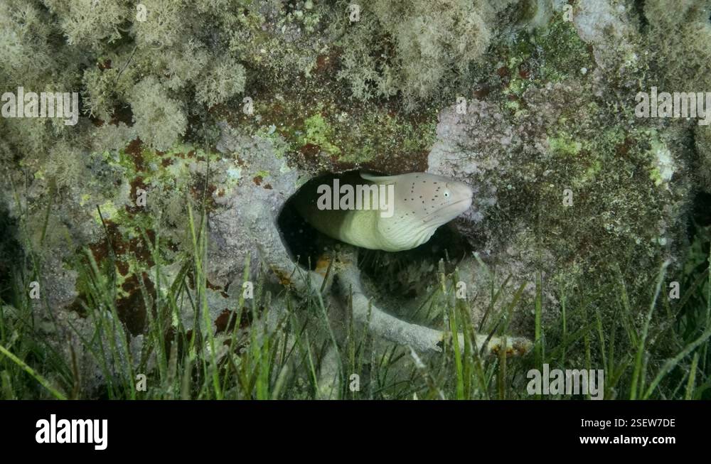 Close-up portrait of Moray peeking out of a burrow in a coral reef ...