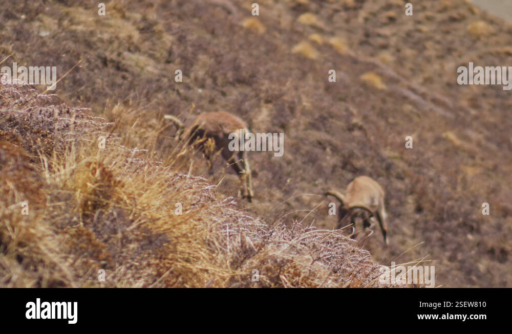Two camouflaged Himalayan blue sheep (bharal) eat dry grass on mountain ...