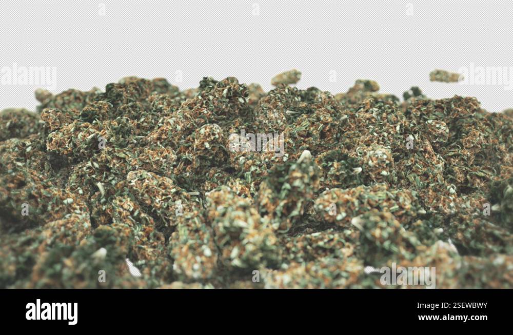 Marijuana Buds Falling from the Top while Camera is rotating with Alpha ...