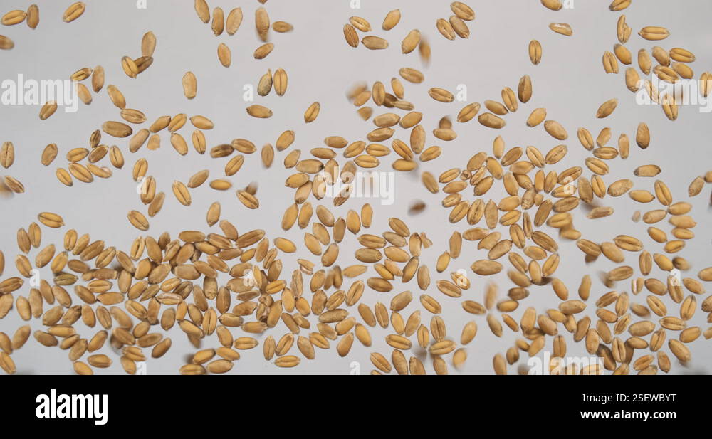Falling wheat grain down. Shooting from the bottom up. Seeds falling on ...
