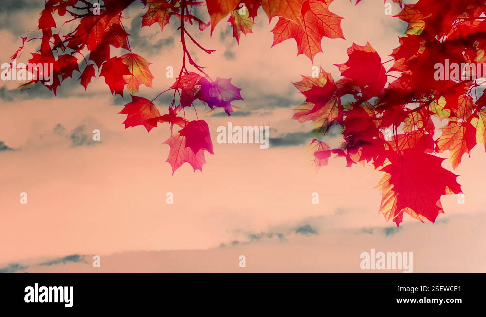 Ink wash style Stock Videos & Footage - HD and 4K Video Clips - Alamy