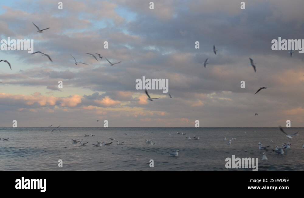 Birds circling over the ocean against a colorful sky in Odessa Ukraine ...