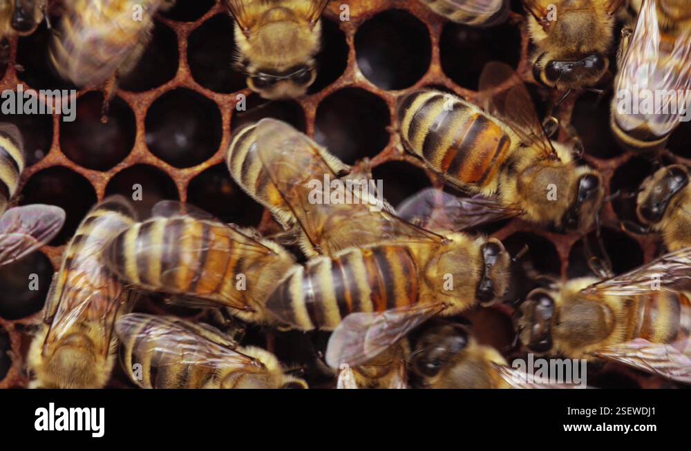 Capped worker brood, Sealed Brood, Bee Larvae and Eggs. A honey bee ...