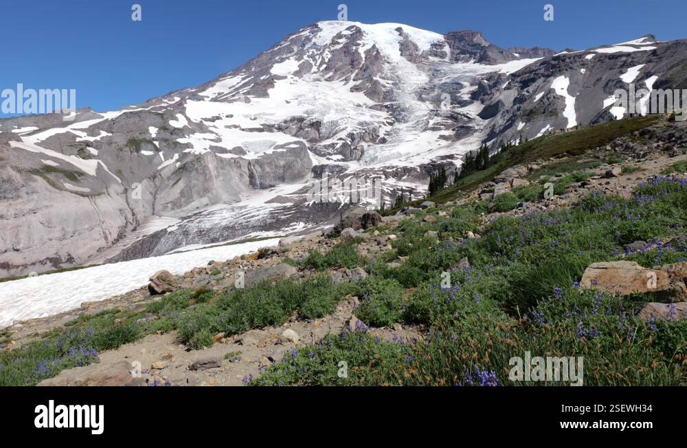Cinematic 4K footage of the alpine meadows, melting snow and flowering ...