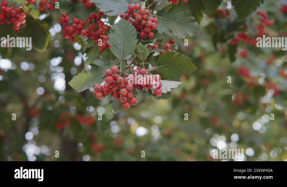 Close-up of a ripe red hawthorn bunches in the garden at sunset Stock ...
