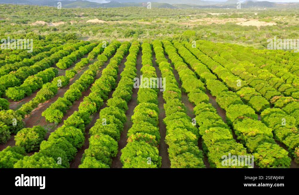 Drone flight over fruit trees of mango farm in Bani, Dominican Republic ...