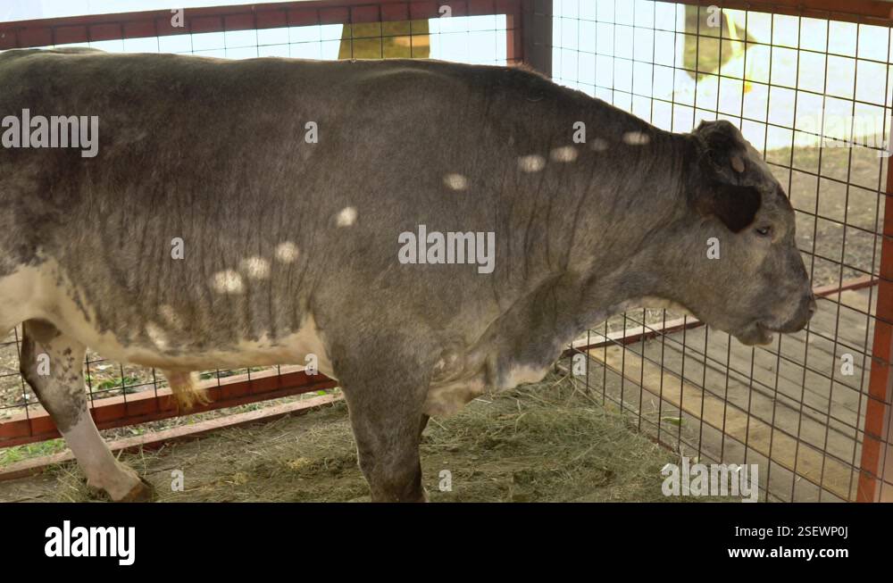 Gray horns Stock Videos & Footage - HD and 4K Video Clips - Alamy