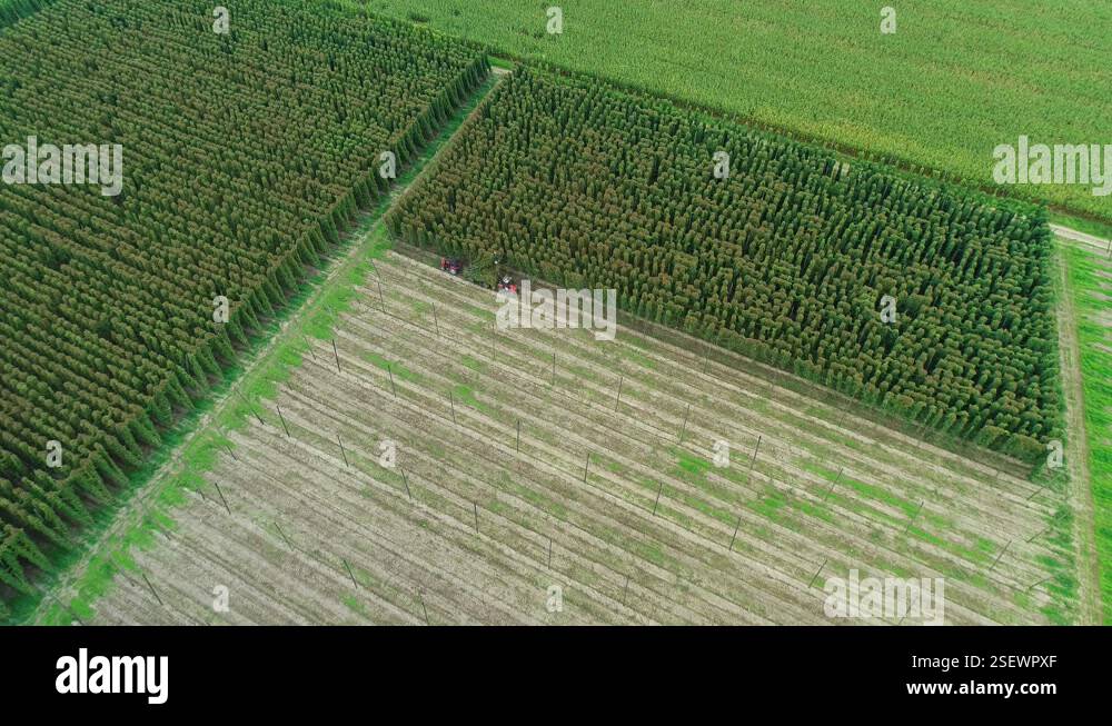 Hops field aerial view. Huge hops ecological plantation during ...
