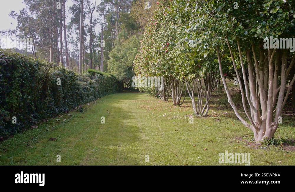 Camellia trees Stock Videos & Footage - HD and 4K Video Clips - Alamy