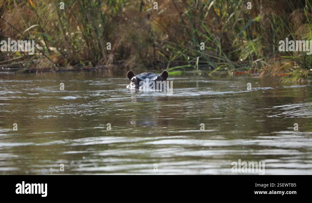 Head Of Hippopotamus On Surface Of Water In Cuando River, Namibia ...